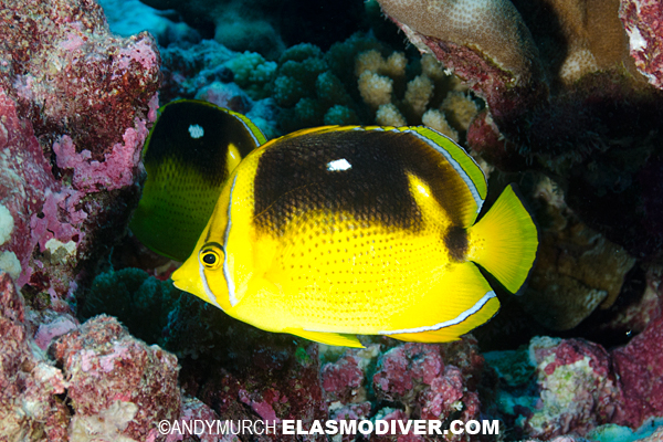 Fourspot Butterflyfish Family Chaetodontidae (Butterflyfishes)